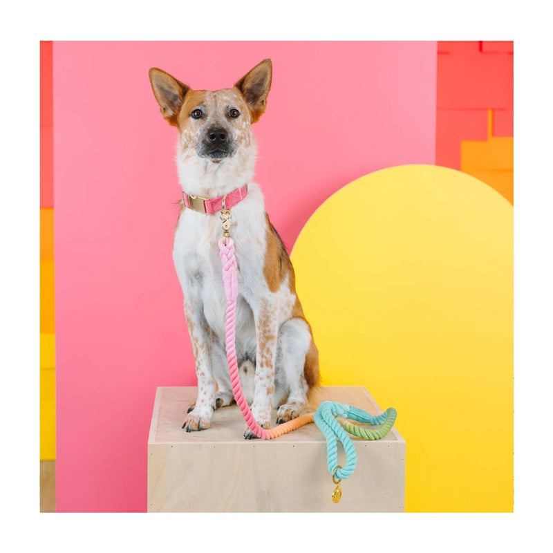 Pink Papyrus Cotton Rope Halston Pastel Rainbow Ombre Dog Leash – Furly ...